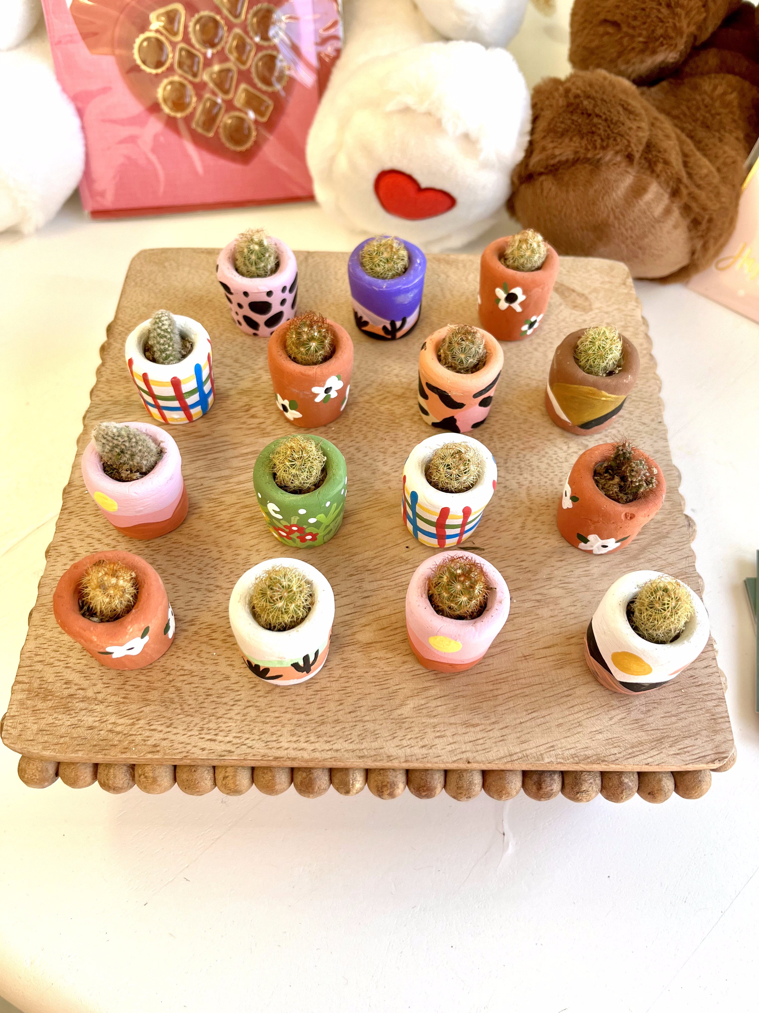 Tiny Succulent | Trophy Blooms