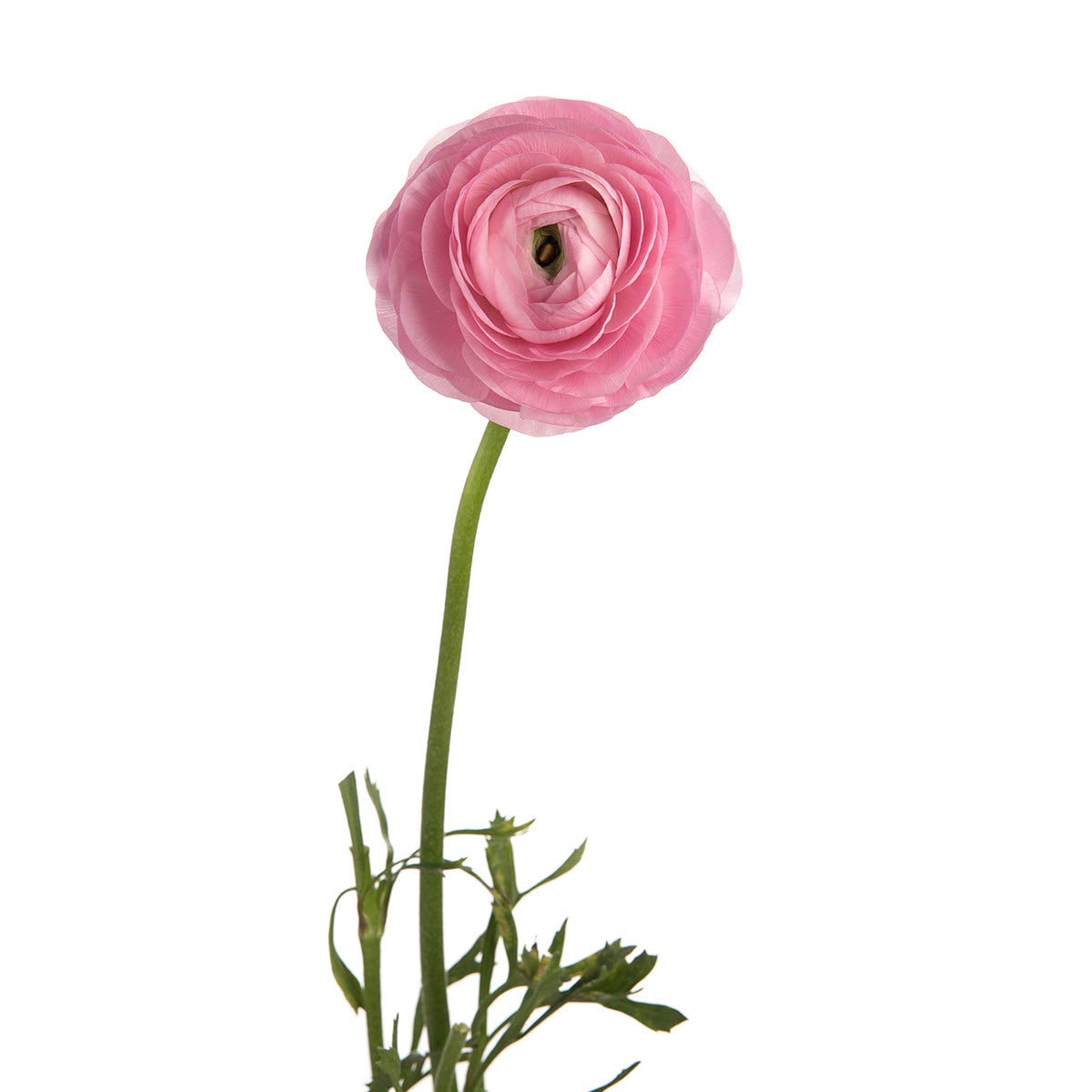 Light Pink Ranunculus - 1 Stem | Trophy Blooms